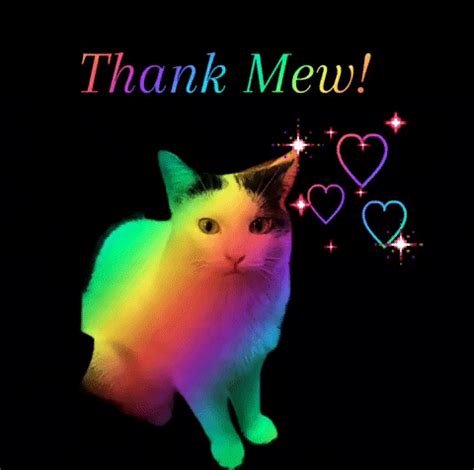 Cat Thank You  Find And Share On Giphy