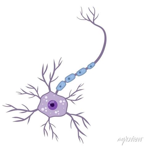 Brain Dendrites