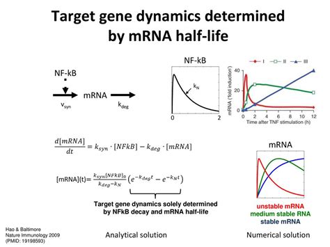 Protein Biochemistry And Bioinformatics Dynamic Modeling Ppt Download