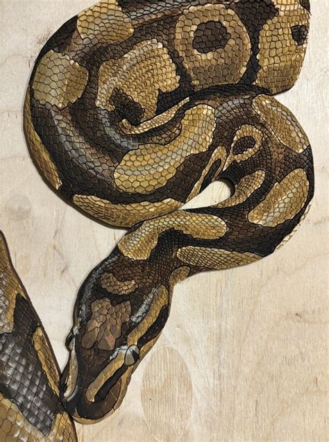 Digital Laser File Ball Python Svgdxf