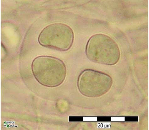 Chroococcus Mipitanensis Galerie