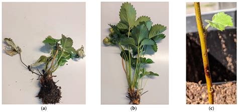 Bunyaviruses Affect Growth Sporulation And Elicitin Production In Phytophthora Cactorum