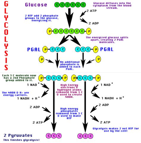Cellular Respiration Glycolysis Diagram Quizlet