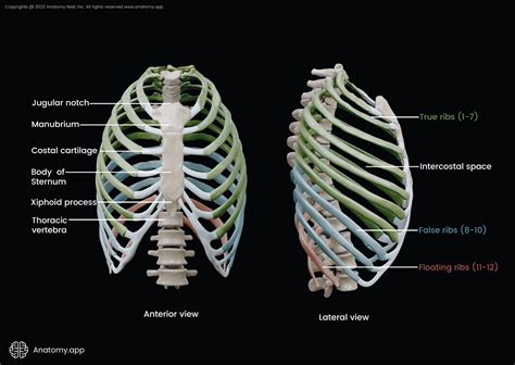 Ribs Encyclopedia Anatomy App Learn Anatomy 3d Models Articles And Quizzes