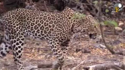 حیوانات اهلی وحشی 5