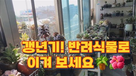 배란다다육💥저의 다육생활은 그때부터 시작된것 같아요☺️ Youtube