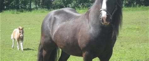 Tinker Dr Wolle Tidlig Hest 1999 Dr Wolle Er Megrt Megrt S K