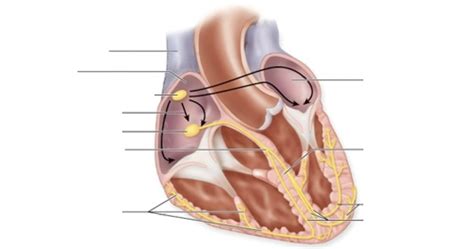 Heart Contractions And Cycles Diagram Quizlet