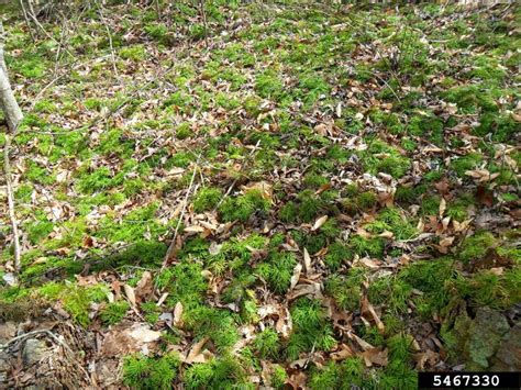 Fan Clubmoss Lycopodium Digitatum Dill Ex A Braun