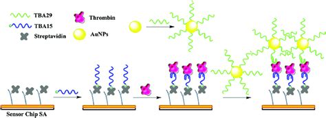 Schematic Representation Of Aunps Enhanced Spr Aptasensor For Thrombin Download Scientific