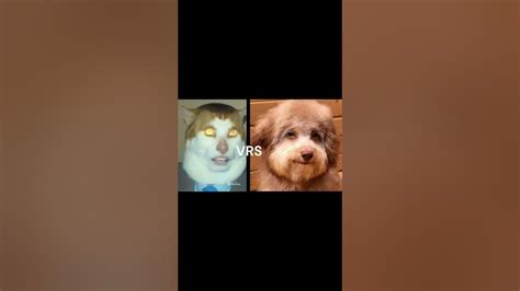 Monday Cat Vrs Human Dogshorts Youtube