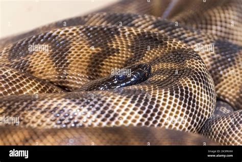 Black Headed Python Aspidites Melanocephalus Is Native To Australia