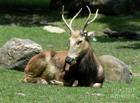 Beautiful Sleepy Pere Davids Deer With Antlers Photograph By Dejavu