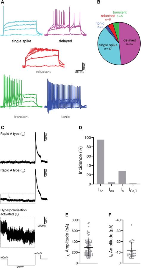 action potential firing patterns and subthreshold voltage activated