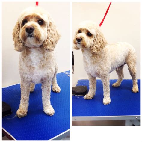 Cooper The Cockapoo Grooming