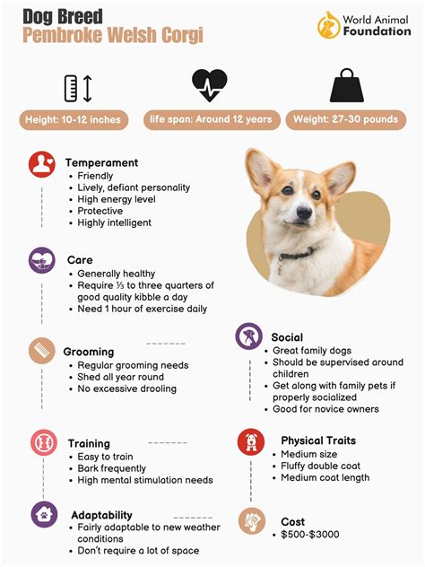 Pembroke Welsh Corgi History Traits Health And Care