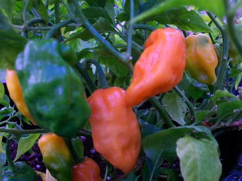 Capsicum Chinense Peppers Super Hot Chiles