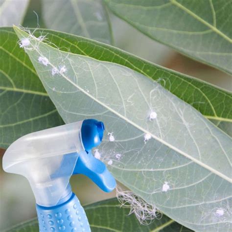 Mealybugs On Plants Houseplant Pests Mealybug Treatment