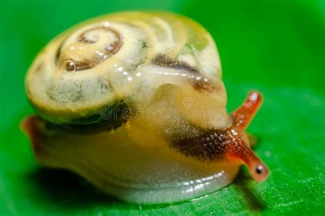 Shy Cute Snail Hiding In The Yellow Shell In Gunung Mulu National Park