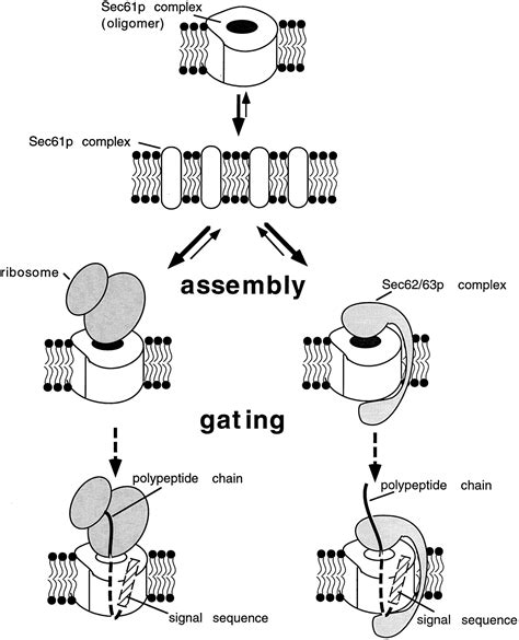 Oligomeric Rings Of The Sec61p Complex Induced By Ligands Required For