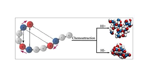 Diffusiophoretic Brownian Dynamics Characterization Of Hydrodynamic