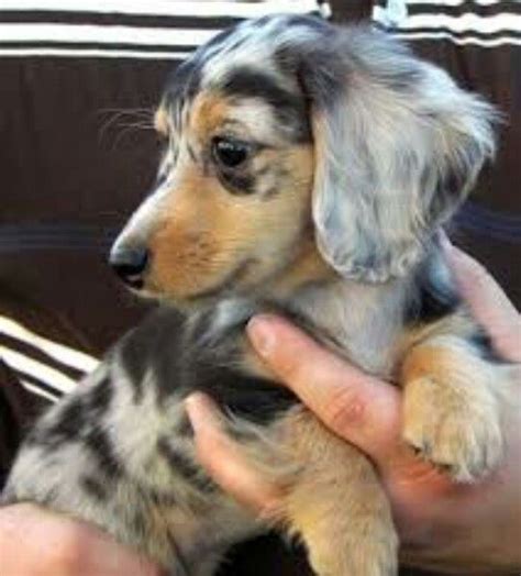 Australian Shepard Daschund Mix In 2020 Dapple Dachshund Puppy