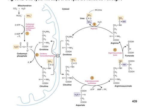 Amino Acid Lecture Flashcards Quizlet Amino Acid Lecture Flashcards Quizlet