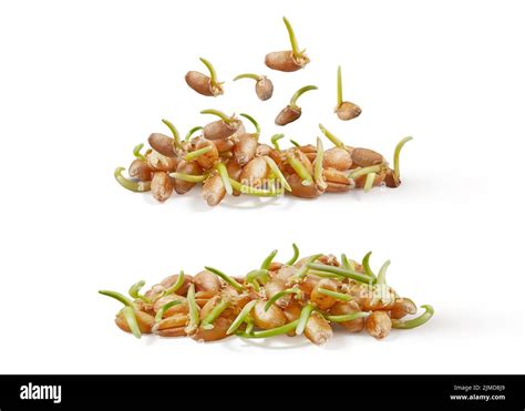 Natural Organic Germinated Wheat Grass Micro Greens On A White