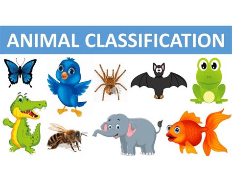 Animal Classification Quiz