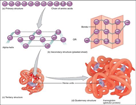 protein structure primary secondary tertiary and quaternary primary