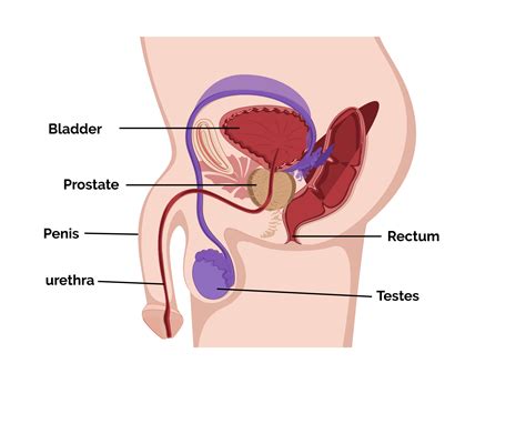 Laparoscopic Radical Prostatectomy Treatians