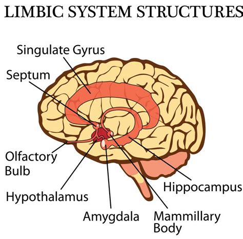 What Is The Amygdala With Pictures