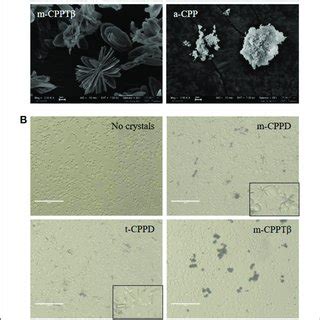 Physicochemical And Morphological Characteristics Of The Four CPP Download Scientific Diagram