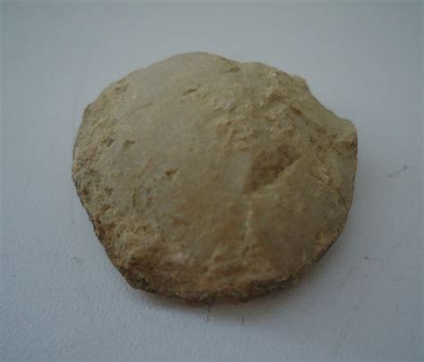 Fossils And Antiques Fossil Tortoiseturtle Egg Fossils And Antiques Fossil Tortoiseturtle Egg