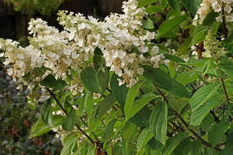 Hydrangea Paniculata Cv