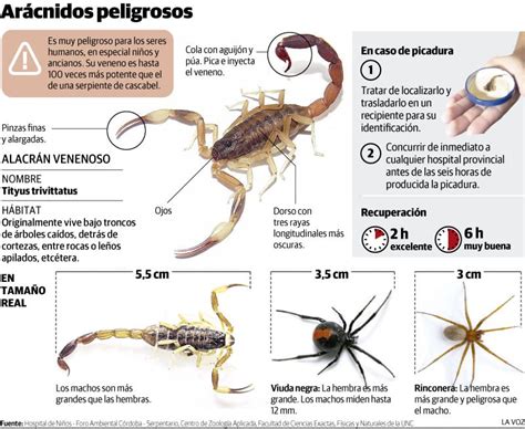 Diferencias Entre Alacrán Y Escorpión