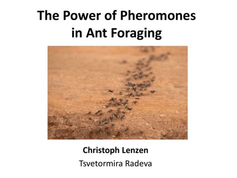 the power of pheromones in ant foraging