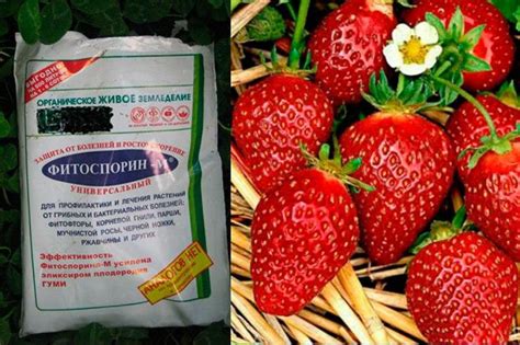 Серая гниль на клубнике методы борьбы после сбора урожая