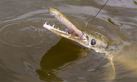 How Many Teeth Do Alligator Gar Have At Catherine Grant Blog