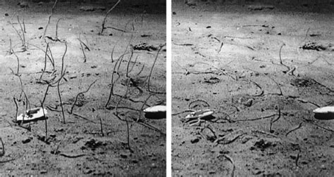 Amphiura ®liformis Behavioural Response To Dab Limanda Limanda Download Scientific