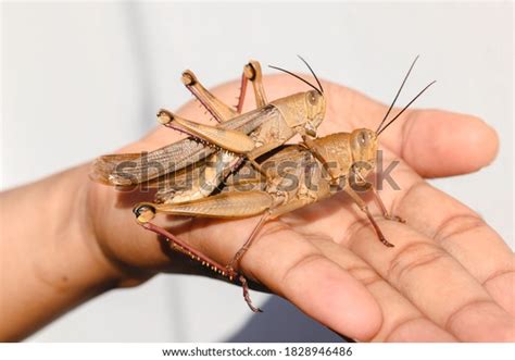 Mating Grasshoppers Grasshopper Breeds Sexually Namely Stock Photo Shutterstock