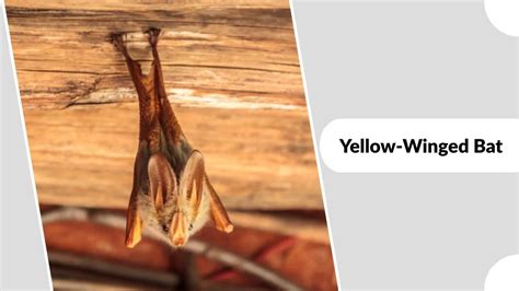 25 Types Of Bats Identification With Pictures