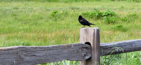 Help Identifying This Bird Rbirding