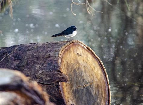 Best Serpentine Images On Pholder Artefact Porn Ninjago And Swtor