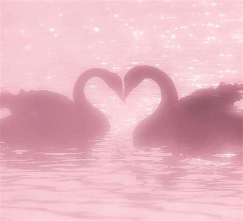 Hot Pink Aesthetic Two Swans Making A Heart Shape In The Water