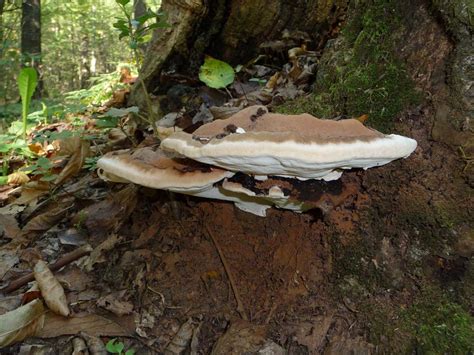 Ganoderma Species Treatment And Side Effects Mold Busters