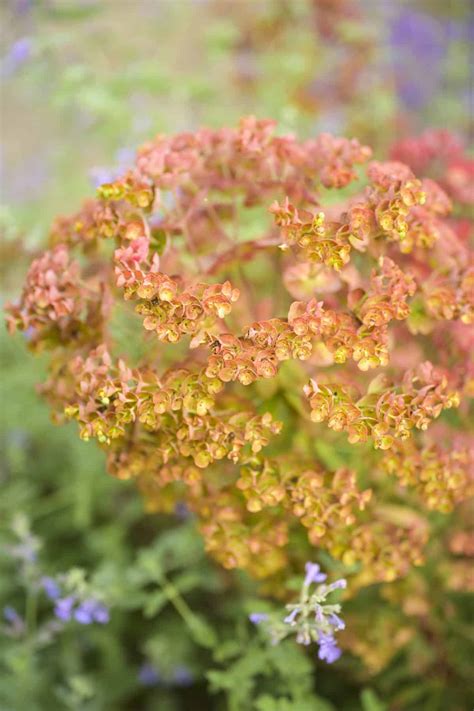 Garden Planting London | Acacia Gardens