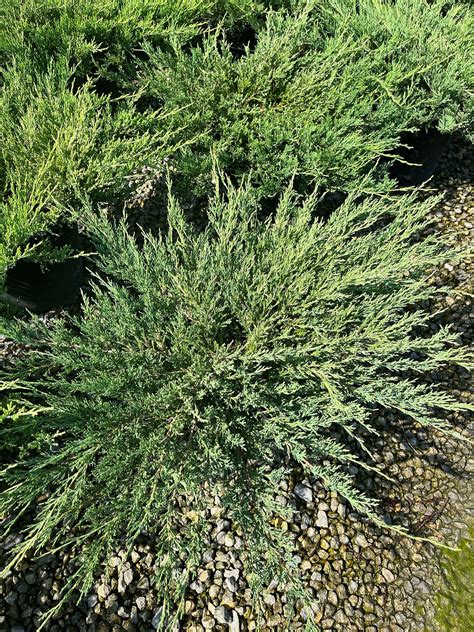 Juniperus C Pfitzeriana Compacta Compact Pfitzer Juniper Oh