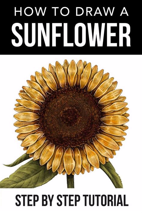 Learn To Draw A Sunflower In Procreate For Beginners Artofit