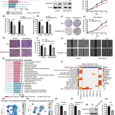 The Effects Of Ras Guanyl Releasing Protein 1 Rasgrp1 On Responses To Download Scientific